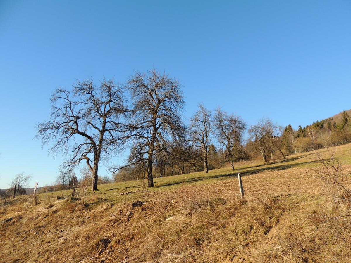 The Farm of Gregor Gomol | Drupal